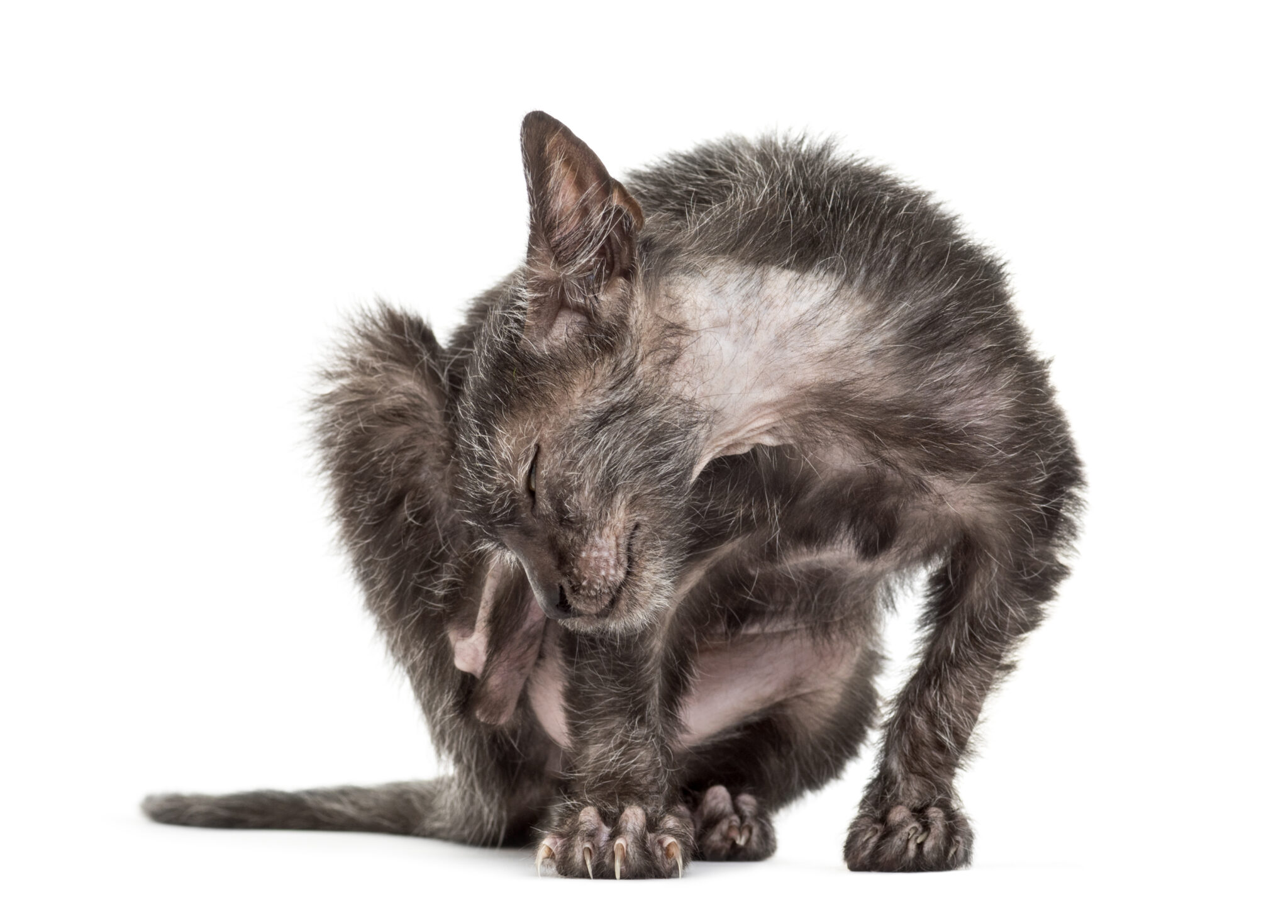 Understanding the Flea Life Cycle
